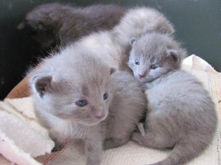 Chatons A Donner Related Keywords - Chatons A Donner Long Tail Keywords ...